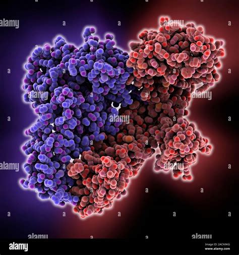 Hiv Reverse Transcription Enzyme Molecular Model Of The Reverse Transcriptase Enzyme Found In