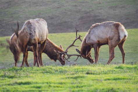 California Tule Elk Hunt Oak Ridge Outfitters In Central California