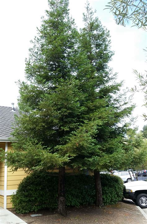 Soquel Coast Redwood Everde Growers