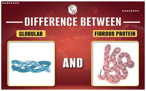 Difference Between Globular And Fibrous Protein Functions And Examples
