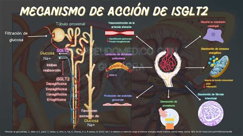 Un Mecanismo De Acción De Inhibidores Del Sglt2 Fármacos