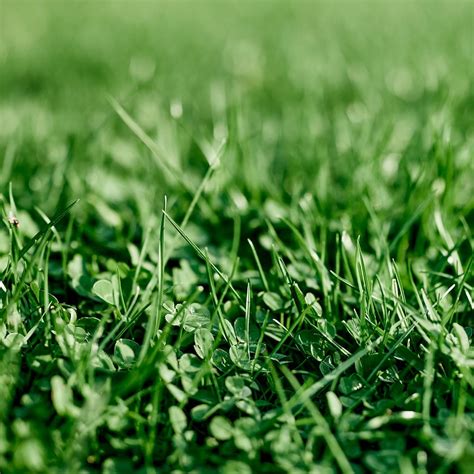 Ferry Morse Microclover And Fescue Grass Alternative Mix 2 Pack 2 Lb Two 1 Lb