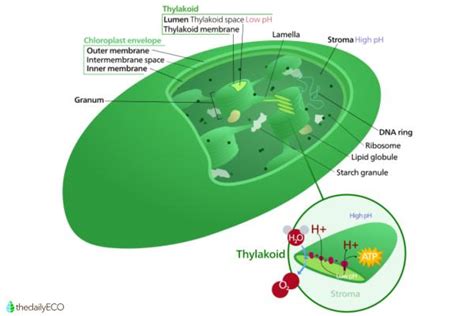 What Are Plastids In Plant Cells Plastid Types And Functions