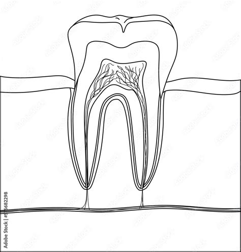 Coloring Page With Parts Of Human Tooth Scheme Of Structure Of Tooth Molar In Cross Section