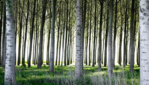 Crispr Breeds Greener Poplar Trees Futurity