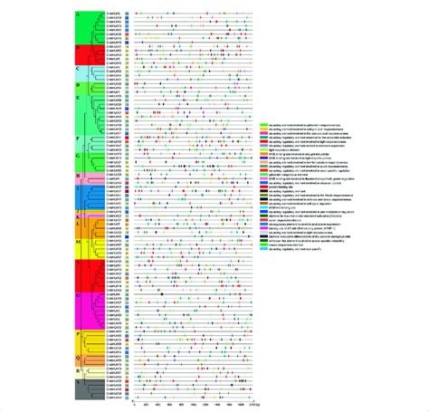 The Cis Acting Elements Detected In The Promoter Regions Of Cmbhlh