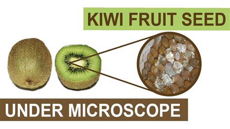 Kiwifruit Seeds Magnified Under Microscope Youtube