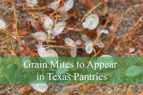 What Causes Grain Mites To Appear In Texas Pantries