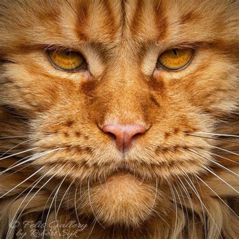 17 Beautiful Maine Coon Cats That Deserve An “a”