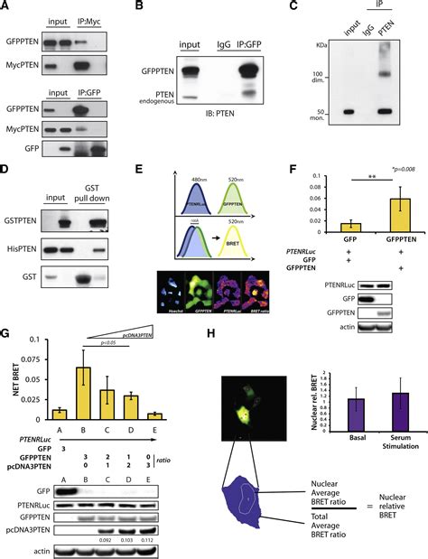 Cancer Associated Pten Mutants Act In A Dominant Negative Manner To