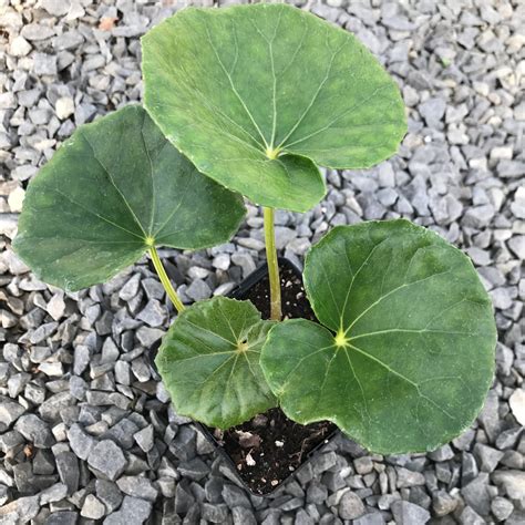 Farfugium Japonicum Gigantea Giant Leopard Plant 45 Pot