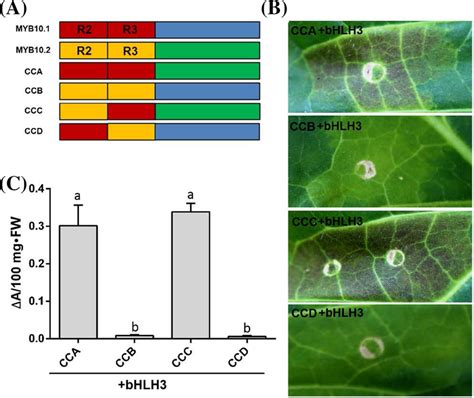 Effect Of Domain Swapping Between Ppmyb101 And Ppmyb102 On Download Scientific Diagram