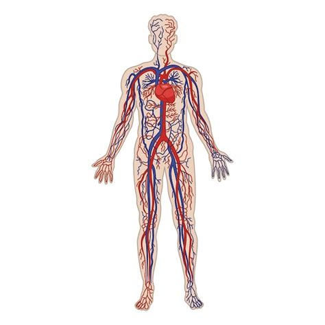 Premium Vector Human Circulatory System