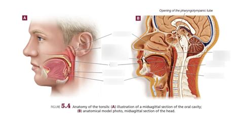 Bio 202 Figure 5 4 Diagram Quizlet