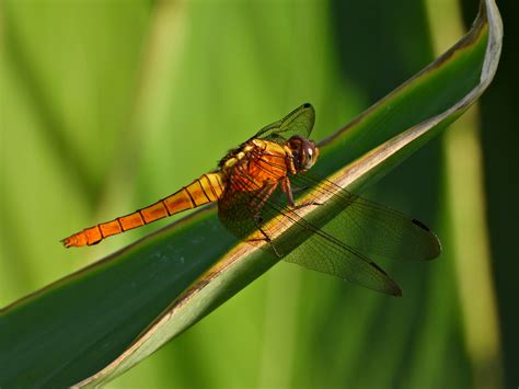 Commonplace Commentary Female Crimson Tailed Marsh Hawk
