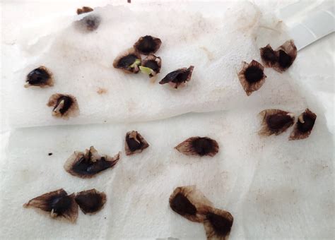 How To Grow Jacaranda Tree From Seeds
