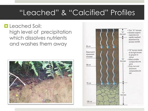 Ppt Soil And Natural Vegetation Of Canada Powerpoint Presentation Free