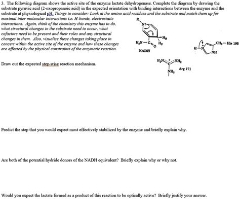 Solved The Following Diagram Shows The Active Site Of The Enzyme