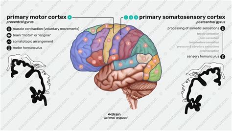 Cerebrum Anatomy Function Easy Anatomy D