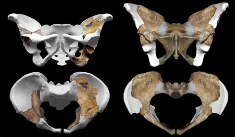 Homo Habilis Fossils