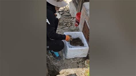 댓글링크 참고 마트 미나리 먹고남은 뿌리를 이용해 삽목해서 모종 공짜로 얻는 기발한방법 미나리키우기 미나리재배 미나리효능 미나리삽목 미나리모종만들기 미나리수경