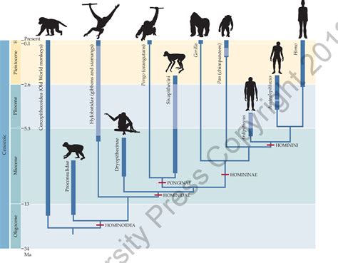 Primate Evolution