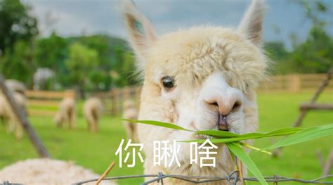 瞅你咋地图片壁纸 你瞅啥瞅你咋地壁纸 你瞅啥瞅你咋片 大山谷图库