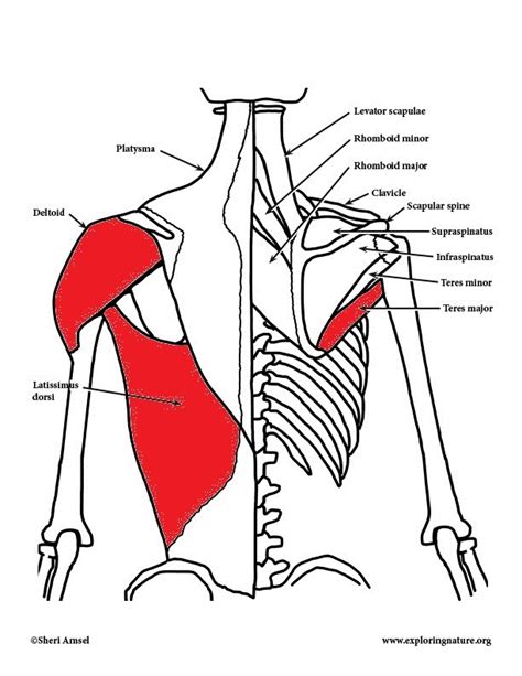 Shoulder의 Action 별 사용 근육 및 강화 방법 네이버 블로그