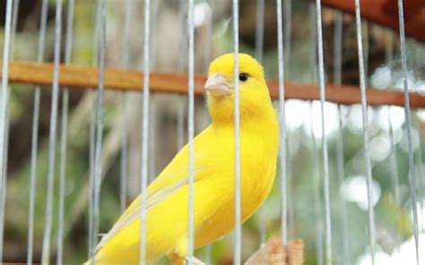 David G Simmons 🇺🇦 On Linkedin Canary Releases With Apache Apisix Dzone