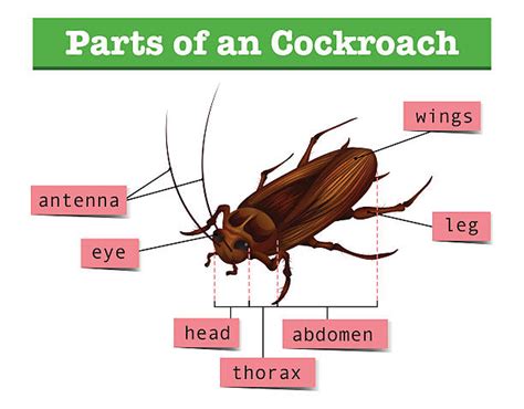 320 Cockroach Anatomy Fotografías De Stock Fotos E Imágenes Libres De