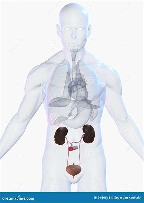 Urostomy Vector Illustration CartoonDealer Com