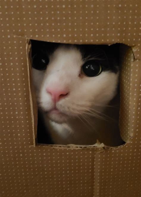 Whuths The Secret Pathword R Cats