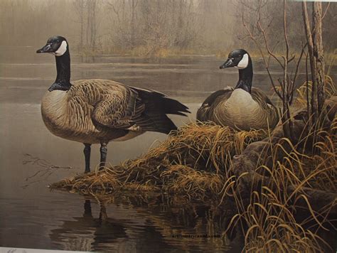 Art Country Canada Robert Bateman Canada Geese Nesting Offset Limited