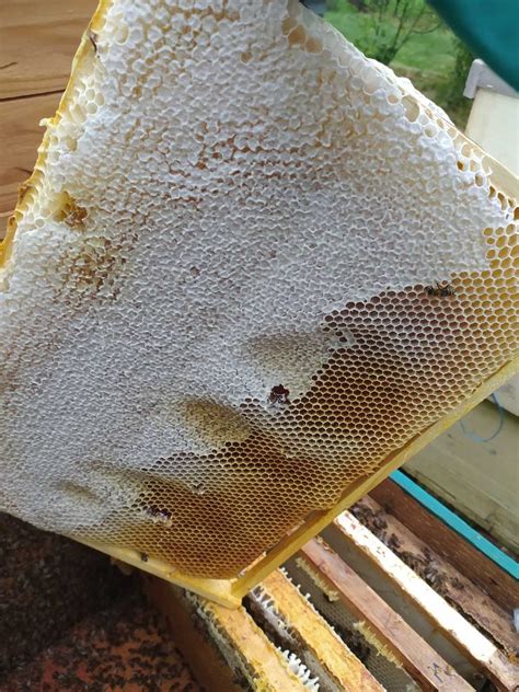 2024 Мед акація дикий мед карпатський еко 250 грн Продукти