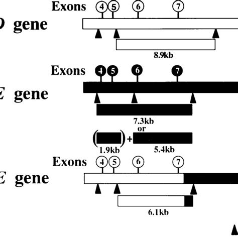 Scheme Of Exon Specific Probes Five Exon Specific Probes Exons Download Scientific