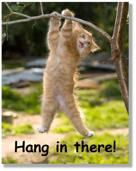 Hang In There Cat Poster Printed On Premium Cardstock Paper Sized 11 X