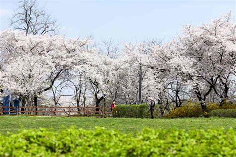 3~6월 전부 꽃길 진달래·벚꽃·장미 가득 봄 축제