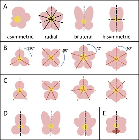 Radial Symmetry In Plants