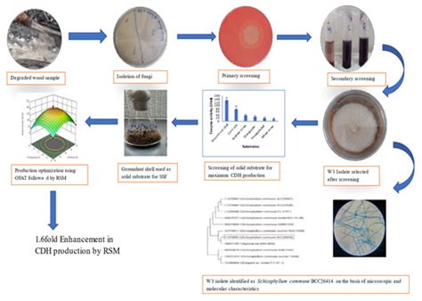 Solid State Fermentation Of Groundnut Shell By Schizophyllum Commune Bcc26414 For Production Of