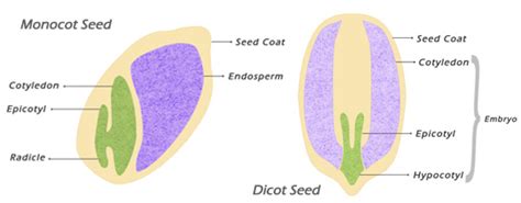 Monocots And Dicots Theagricos