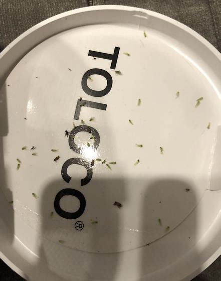 Tiny Flying Green Insects Attracted To Light Nyc Bugguidenet