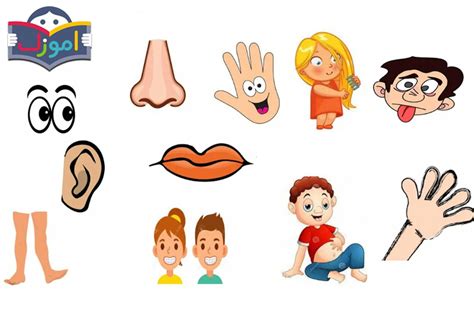 فعالیت‌هایی برای آشنایی کودک پیش ‌دبستانی با اعضای بدن کاربرگ