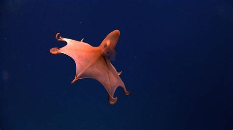 Dumbo Octopus Octonation The Largest Octopus Fan Club