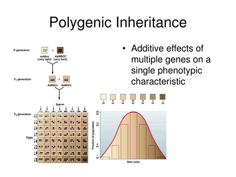 PPT Patterns Of Inheritance PowerPoint Presentation Free Download ID