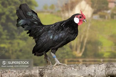 Java Chicken