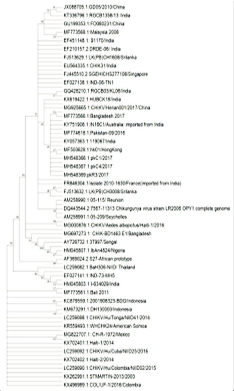 Molecular Phylogenetic Analysis Using Maximum Likelihood Ml Method