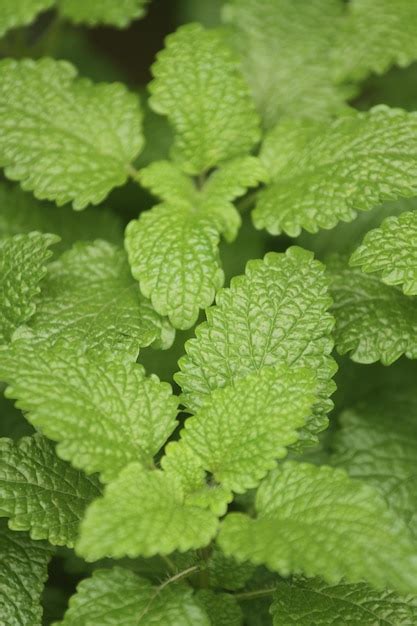 Premium Photo Catnip Can Excite Calm Relieve Stress And Relax Cats