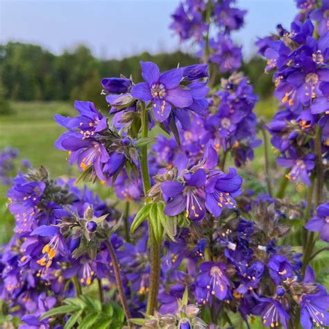 Jacobs Ladder Revival Seeds