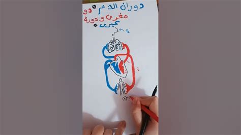 دوران الدم دورة دموية كبرى و دورة دموية صغرى علوم الرابعة متوسط Youtube