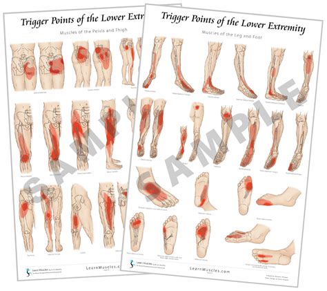 Trigger Points Chart Legs At Gerald Maurer Blog